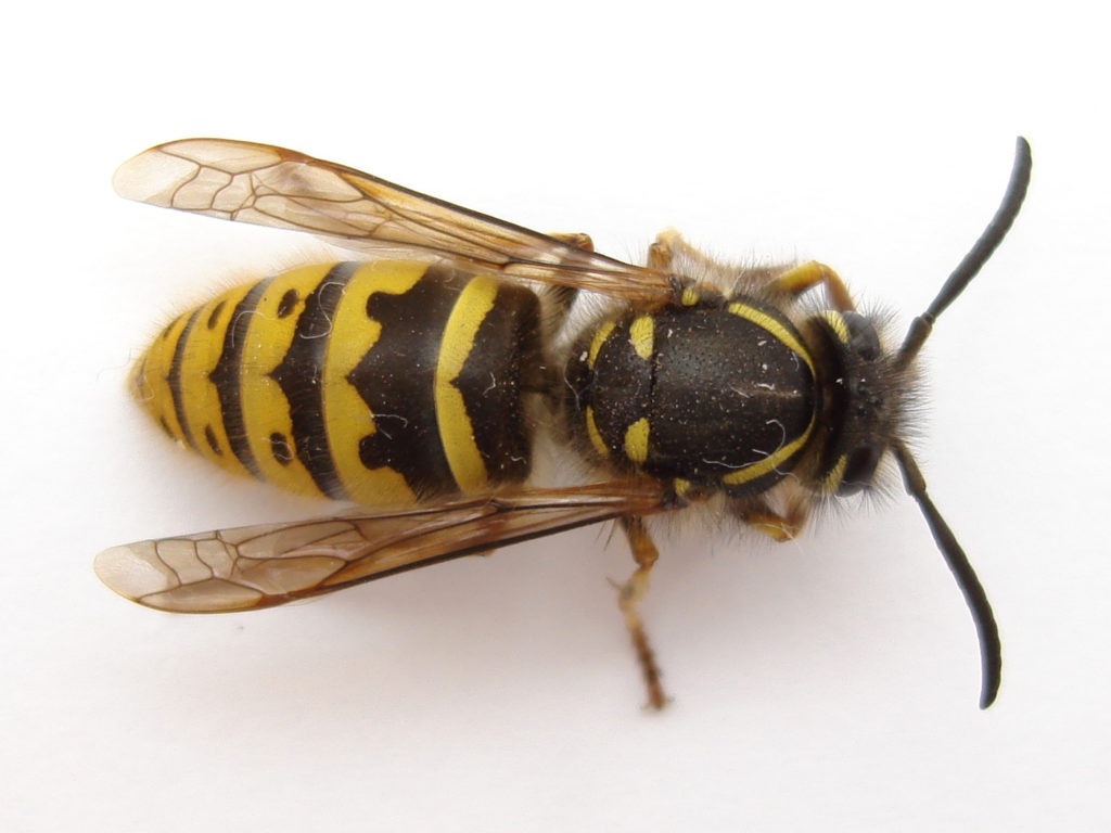 Yellow Jackets Attack: The Sting of the Wild - Sharing Horizons