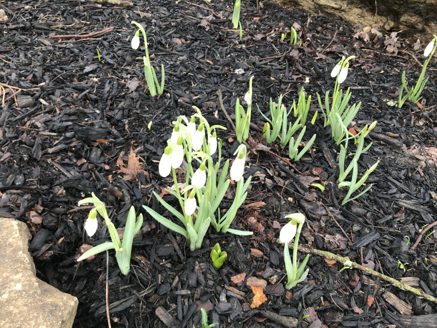 March Showers Bring Beautiful April Flowers - Sharing Horizons